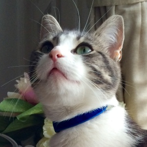 Blueberry Blue Velvet Cool Cat Collar